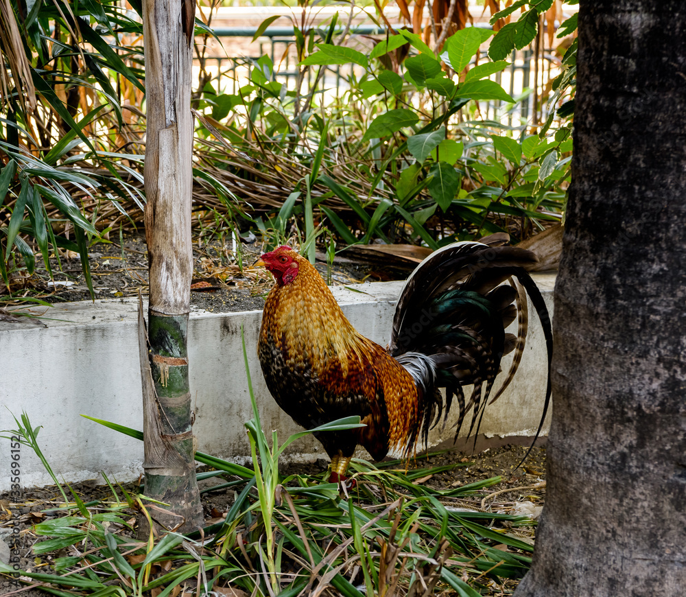 Filipino fighting cock rooster. Stock Photo | Adobe Stock