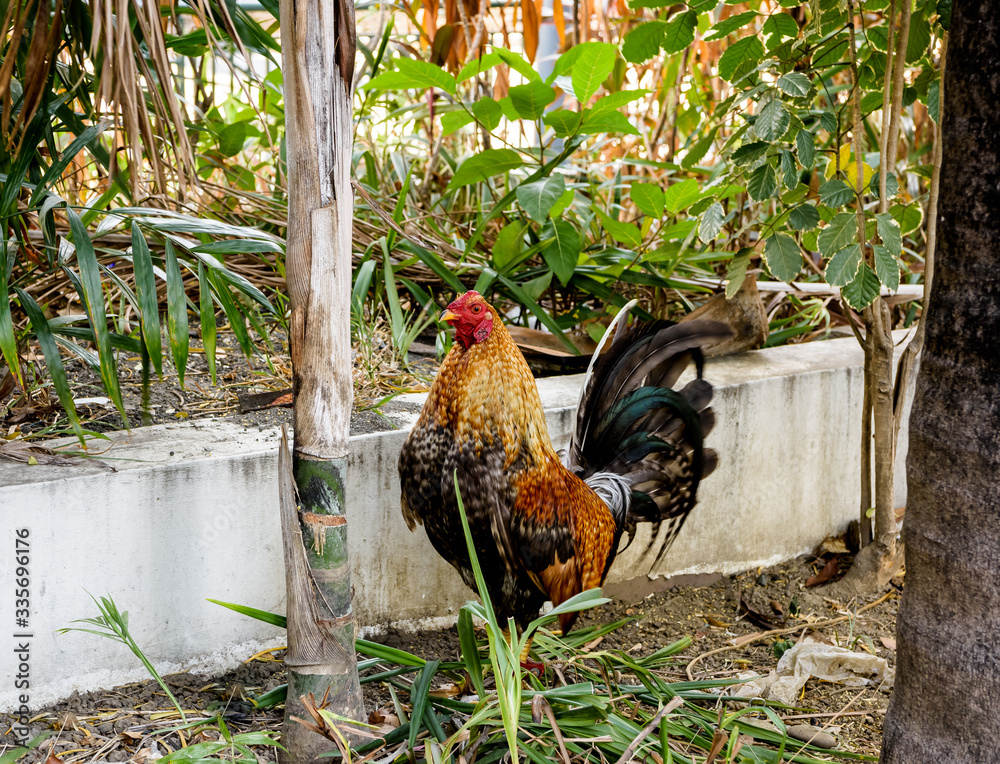 Filipino fighting cock rooster. Stock Photo | Adobe Stock