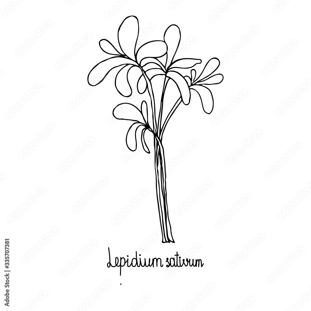 Spicy herbs. Lepidium sativum. Image of a plant on a white isolated background. Vector ...
