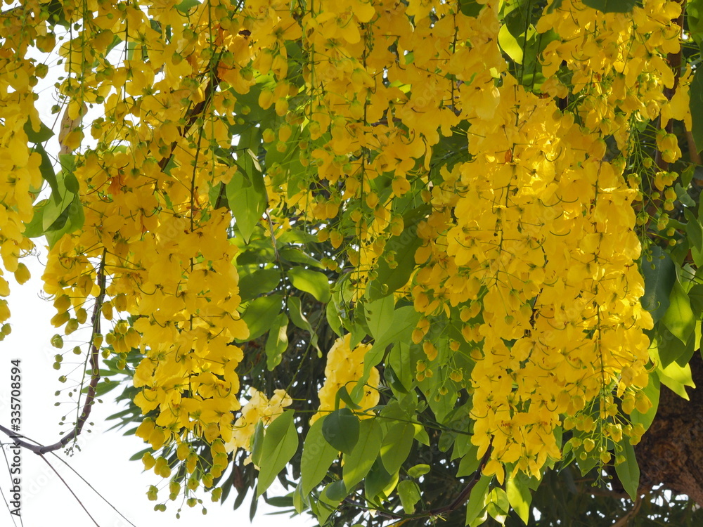 Yellow Color Flowers Cassia Fistula Golden Shower Tree Ratchaphruek