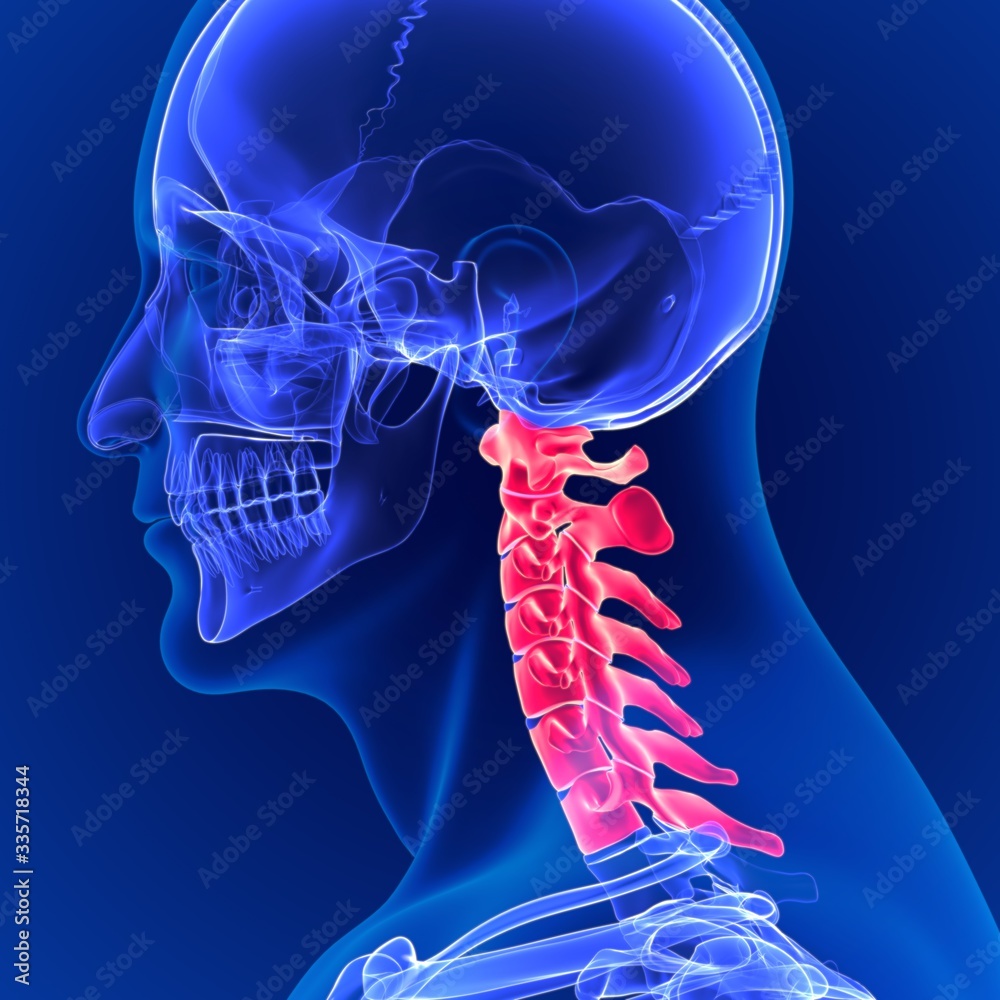 3D Illustration Human Skeleton Vertebral Column Cervical Vertebrae ...