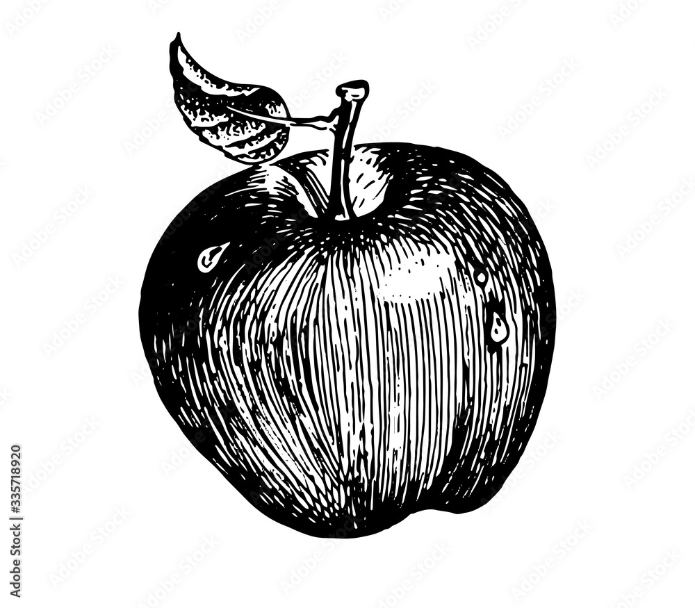 Apple, vector images. Vector graphics for labels, menus, packaging ...