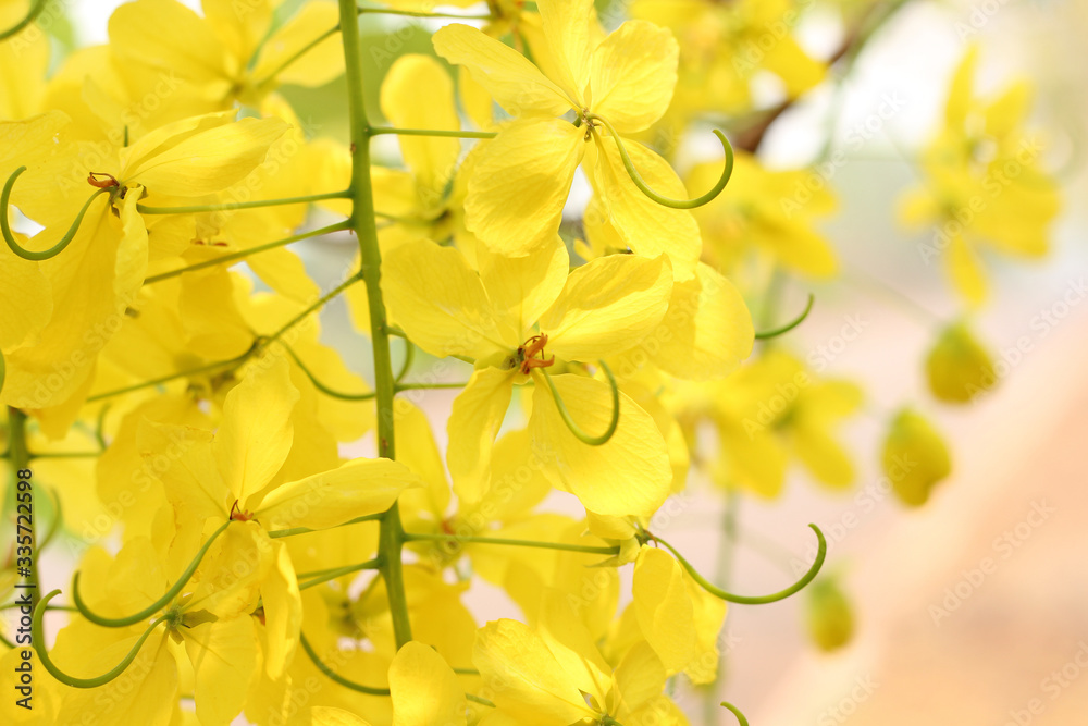 Bunch of yellow golden shower Cassia fistula / Indian laburnum state flower of Kerala South ...