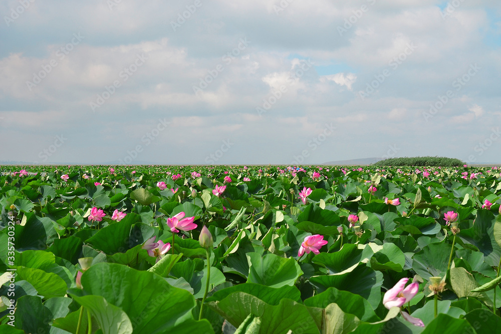 Field of blooming lotuses on the water on a hot sunny summer day, rare ...