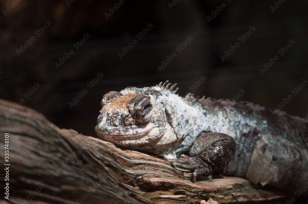Animals Stock Photo | Adobe Stock