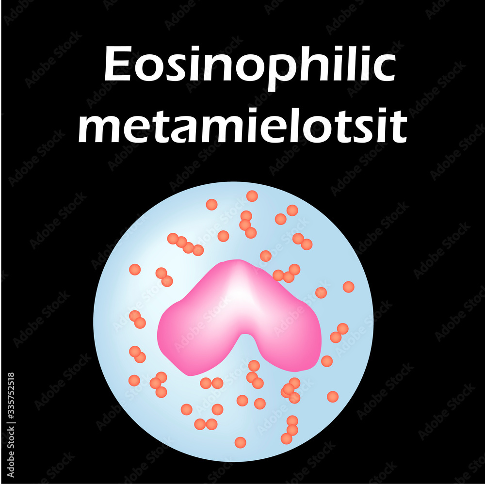 Eosinophil structure. Eosinophil blood cells. White blood cells ...