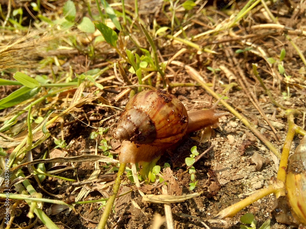 Snails (Bekicot, Achatina fulica, African giant snail, Archachatina ...