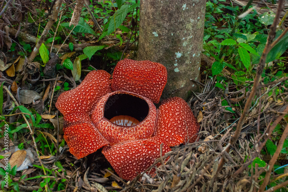 Rafflesia, the biggest flower in the world. This species located in ...