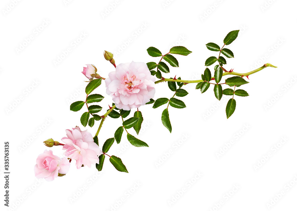 Twig of garden rose flowers, buds and leaves Stock Photo | Adobe Stock