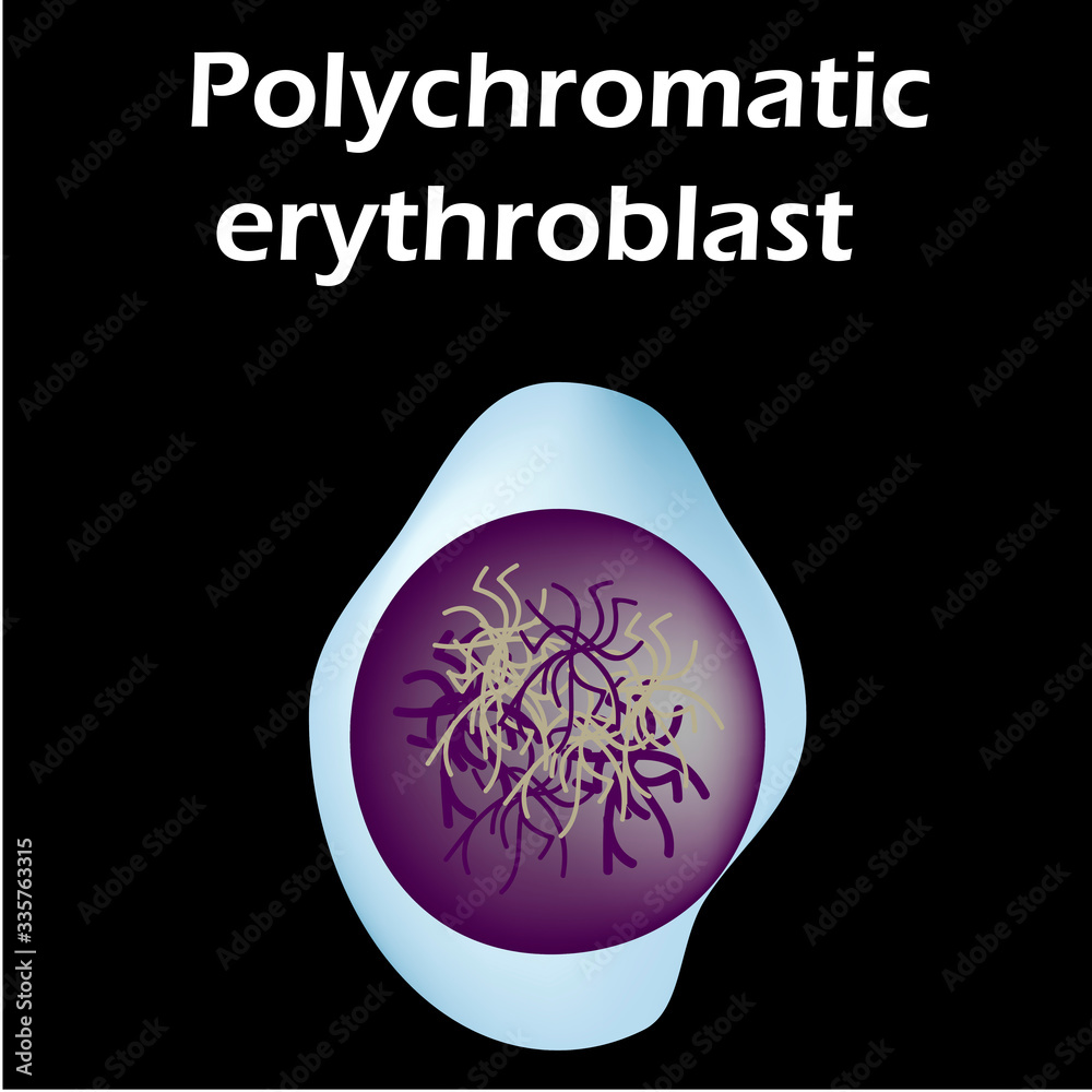 The structure of the erythrocyte. Erythrocyte blood cell. The structure ...