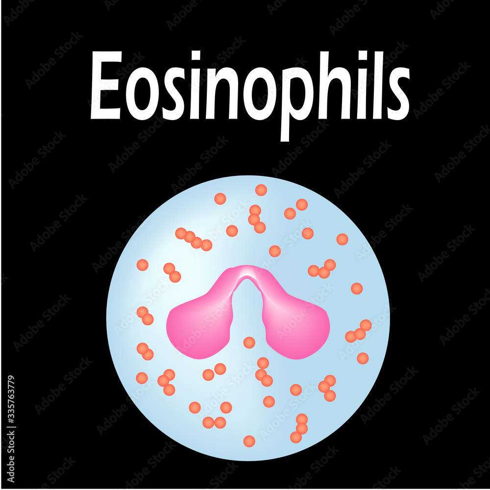 Eosinophil structure. Eosinophil blood cells. White blood cells ...