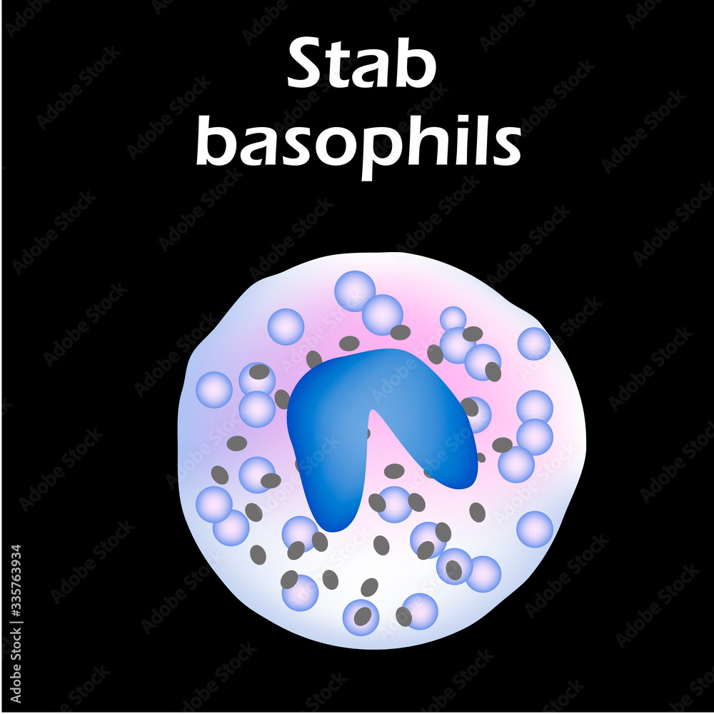 Basophils structure. Basophils blood cells. White blood cells ...