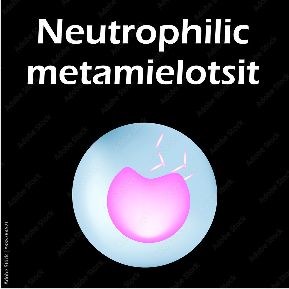 Neutrophils structure. Blood cell neutrophils. White blood cells ...