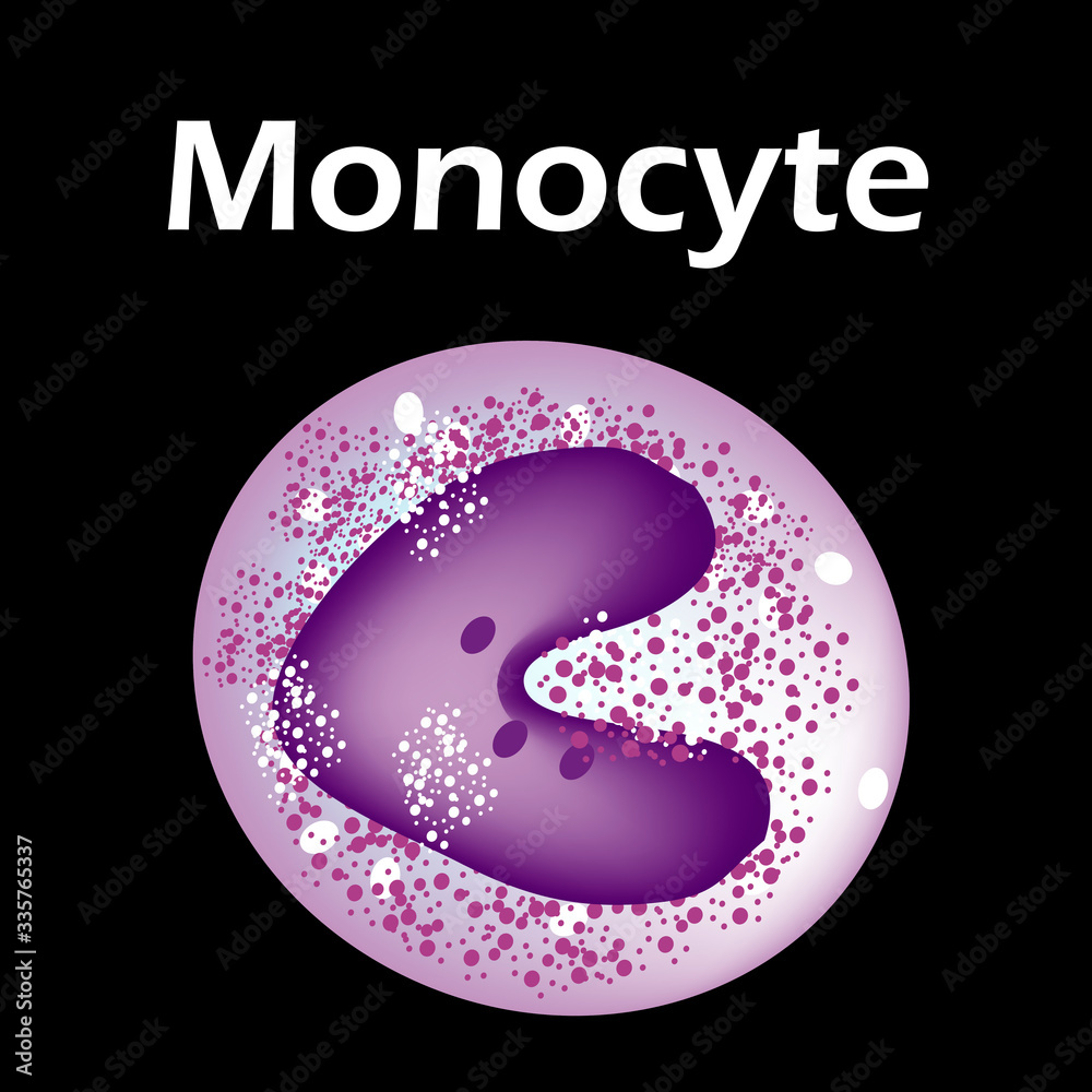 The structure of the monocyte. Monocytes blood cell. macrophage. White ...