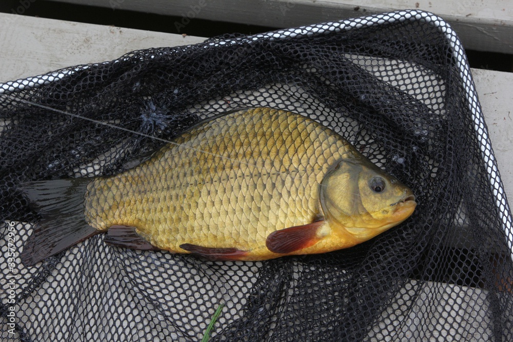 Crucian Carp Goldfish