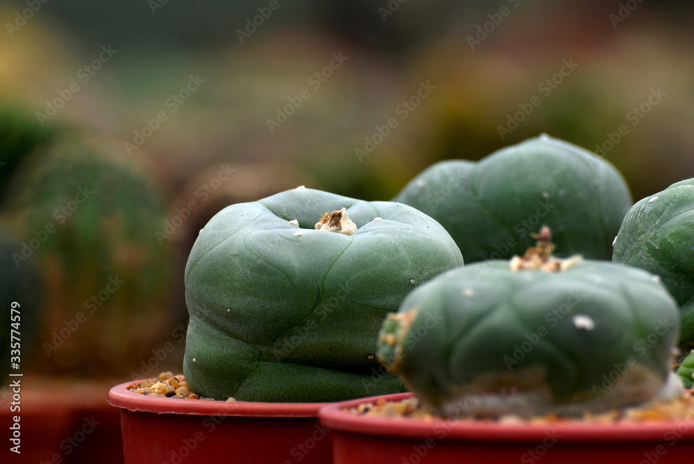 Mini cactus plants in red pot is Astrophytum asterias is a species of ...