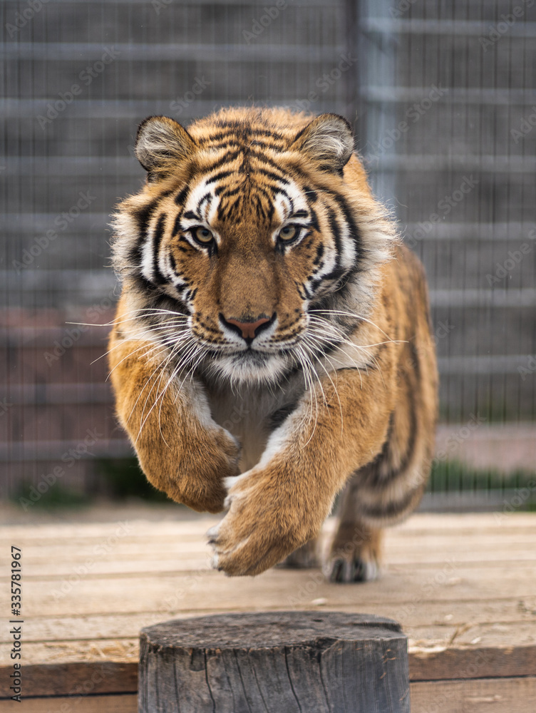 Siberian Tigers Attacking