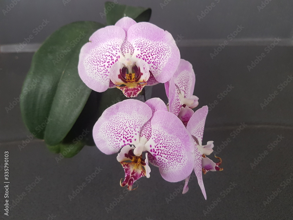 Orchid, phalaenopsis, phal. Leopard Prince, phal. Sogo Diamond, Stock ...