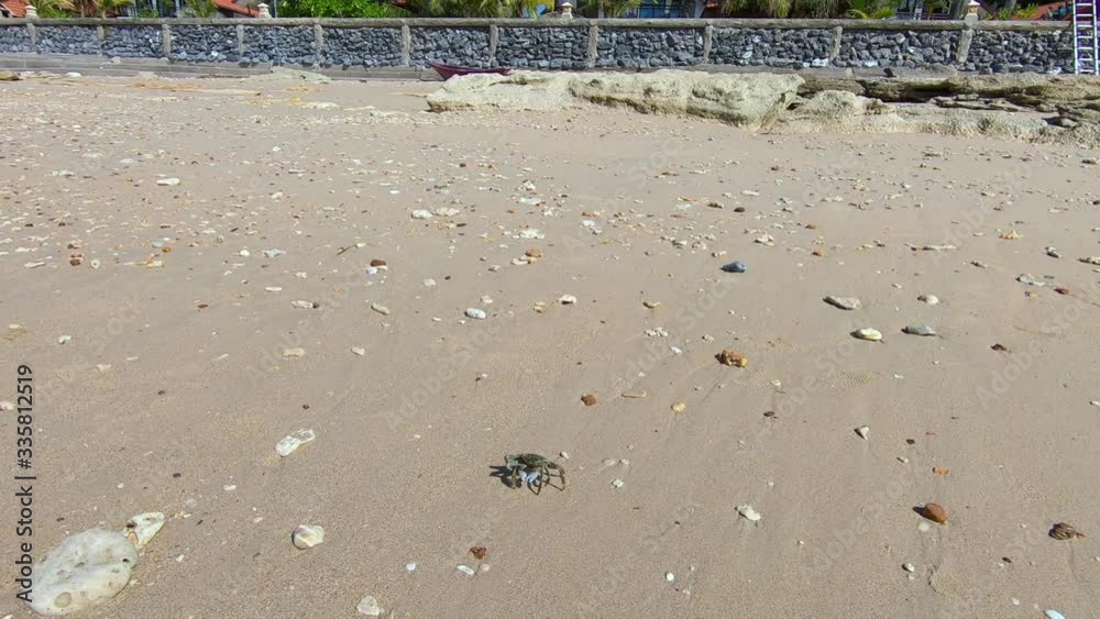 Zoom of Ghost crab (Ocypodidae) walking on sand on the beach. Beautiful ...