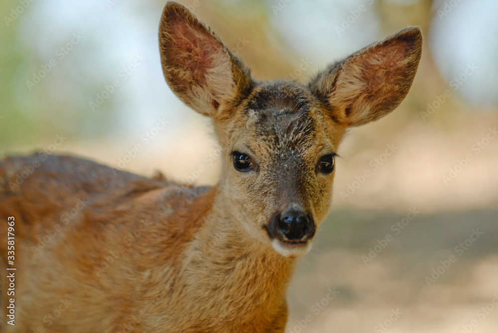 Portrait de petits chevreuils au milieu d'une foret en Europe durant l ...