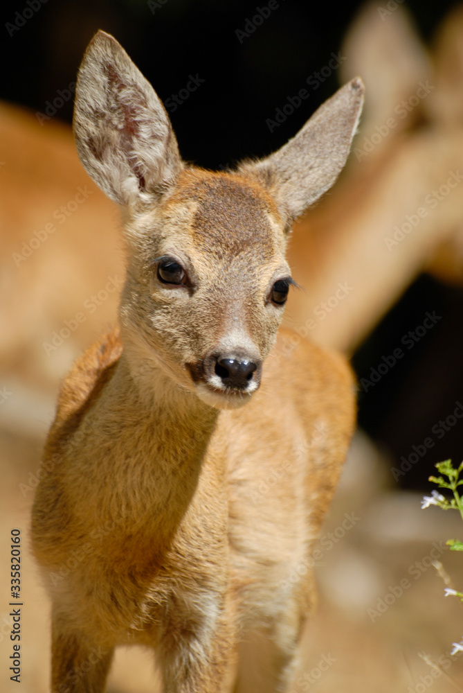Portrait de petits chevreuils au milieu d'une foret en Europe durant l ...