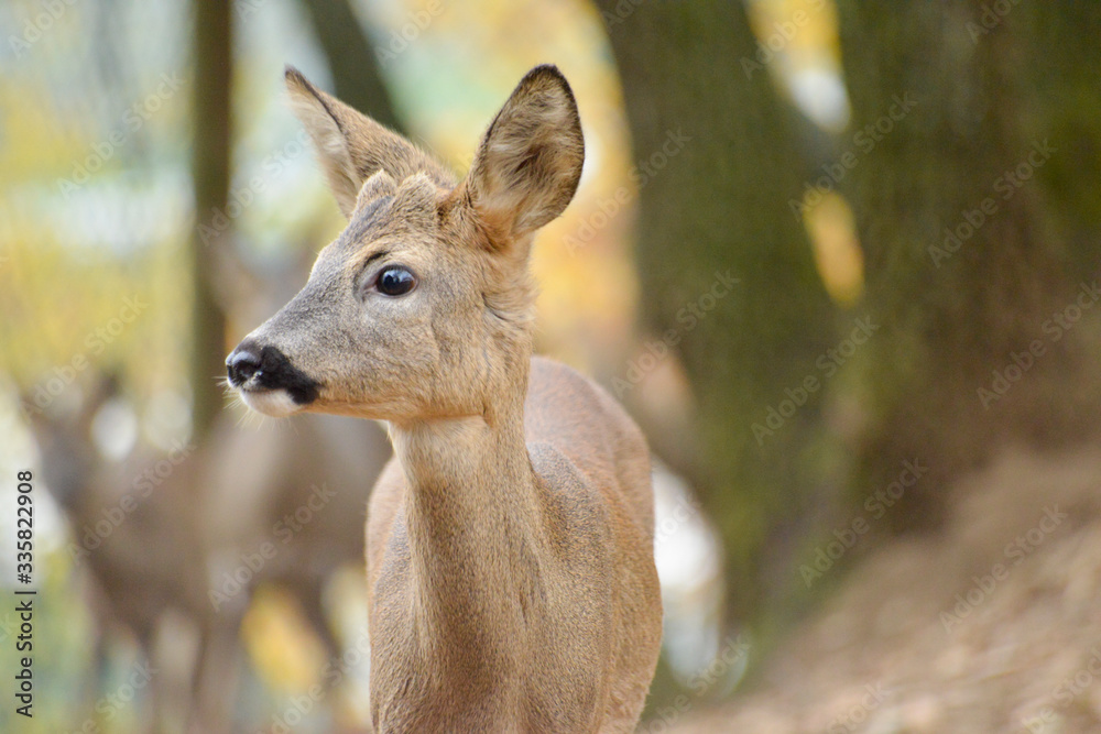 Portrait de petits chevreuils au milieu d'une foret en Europe durant l ...