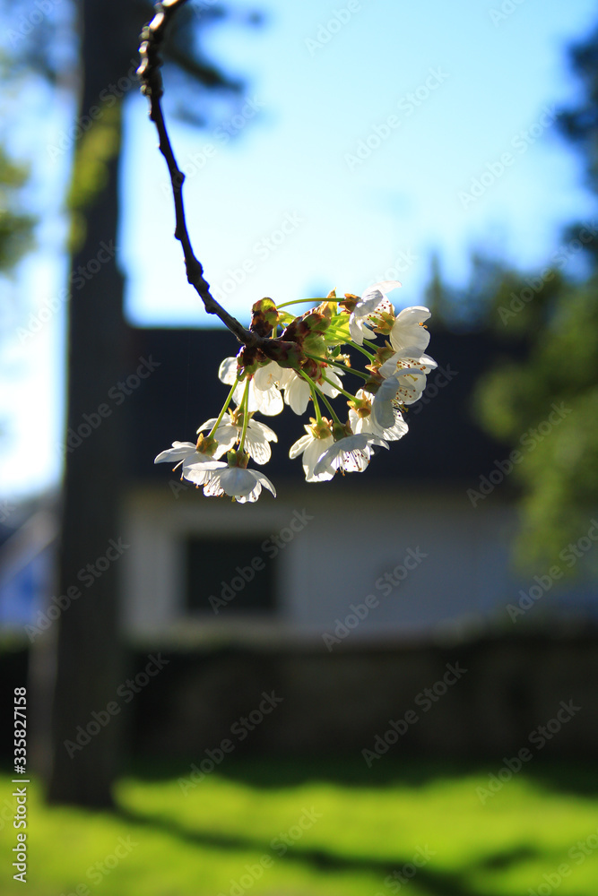 Pretty branch of white flowers in a garden with sunlight. Closeup on a ...