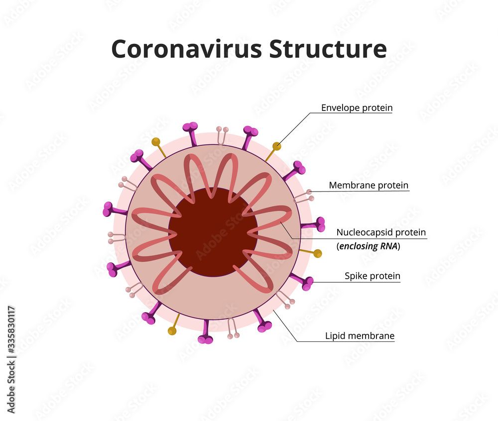 SARS-CoV-2 structure. Anatomy of the coronavirus Stock Vector | Adobe Stock
