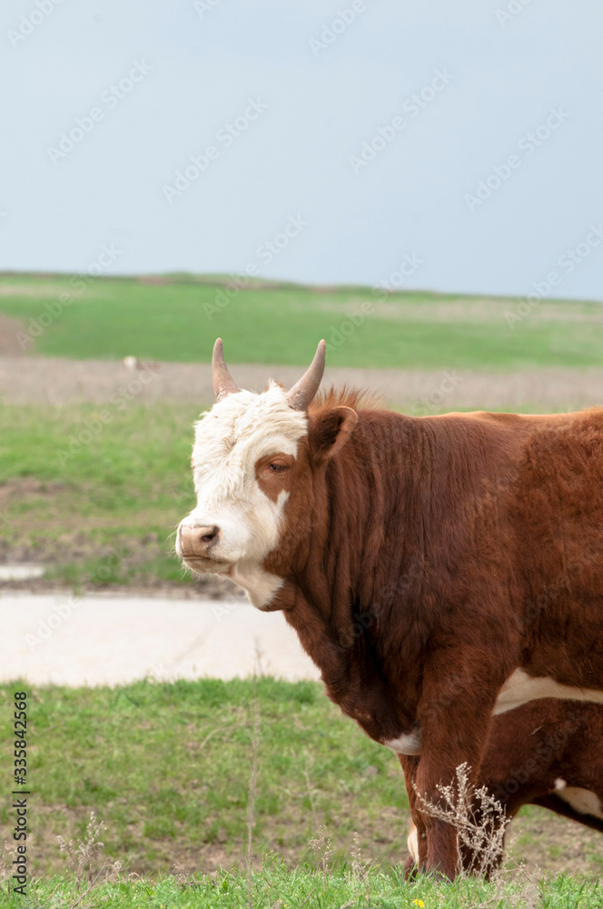 Cattle,colloquially cows,are the most common type of large domesticated ...