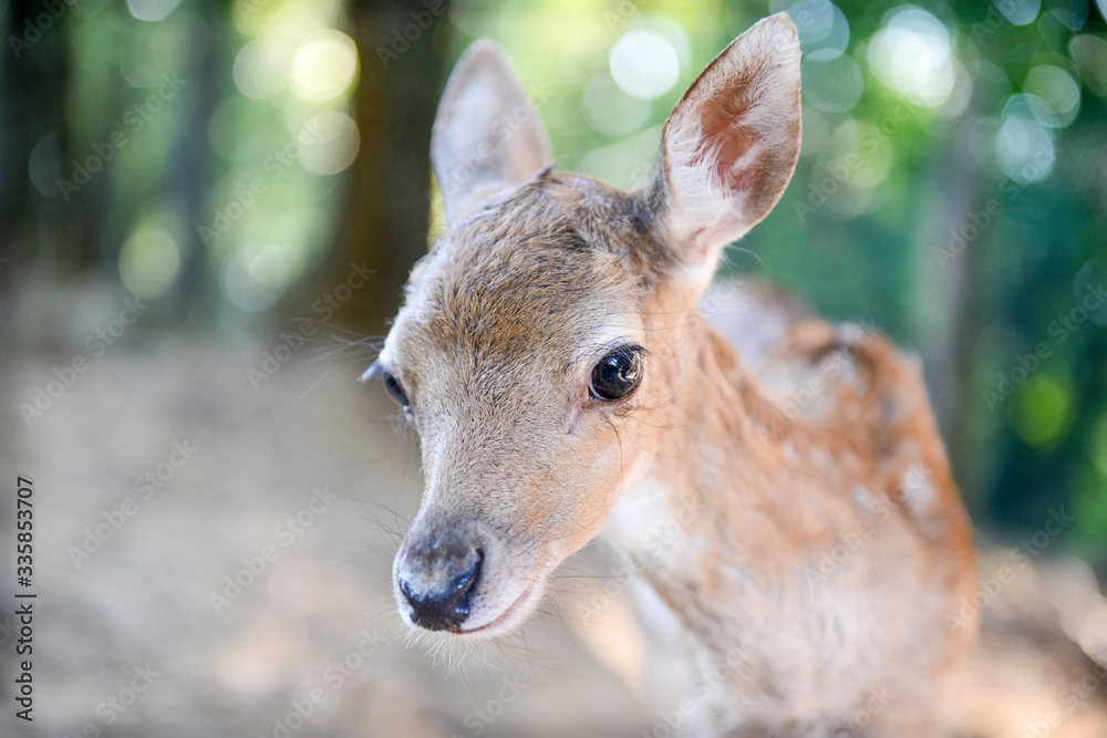 Portrait de petits chevreuils au milieu d'une foret en Europe durant l ...