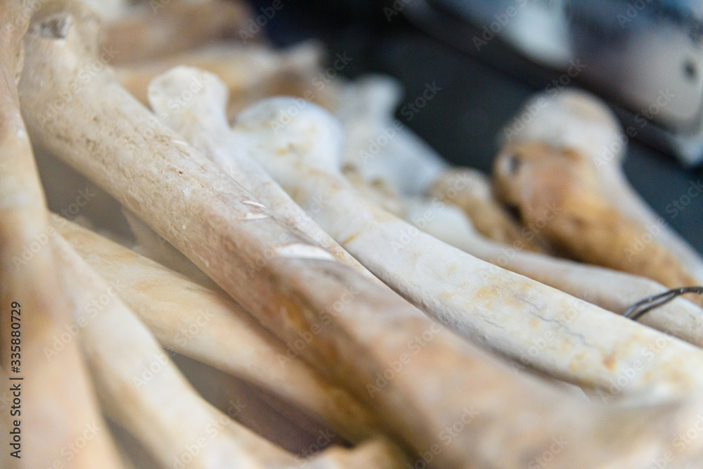 Leg and arm bones showing cut marks from machetes and swords Stock ...