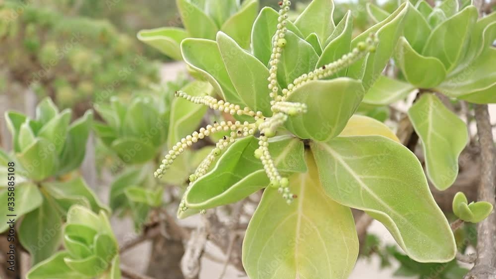 Argusia argentea Rare plants that grow on undisturbed beaches. Stock ...