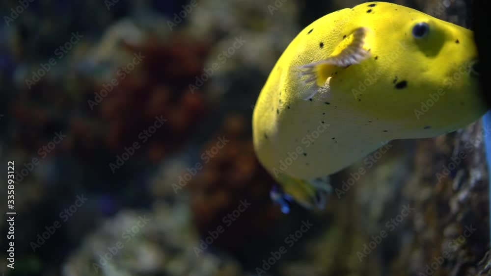 Large yellow fish (Arothron nigropunctatus) and small fish Cleaner ...