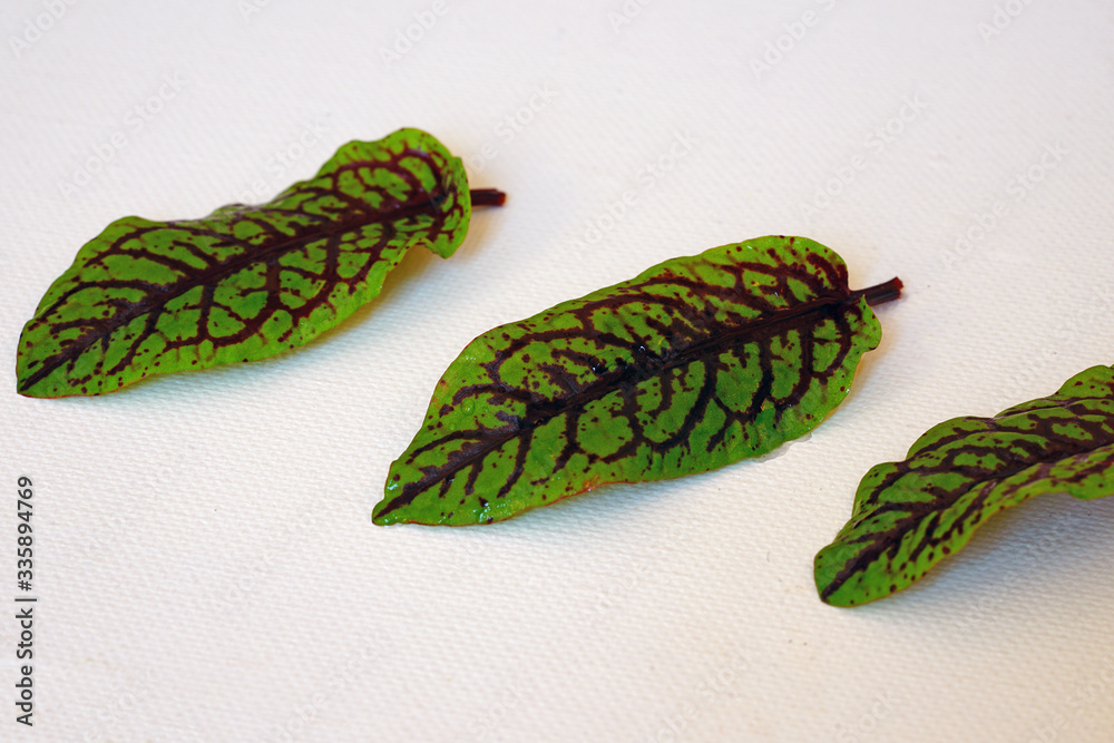 Green leaves with dark red veins of the blood dock red sorrel plant ...