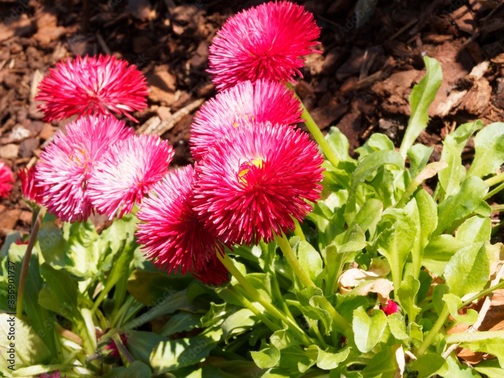 Foto Stock Callistephus chinensis | Reine-marguerite naine fleur de ...