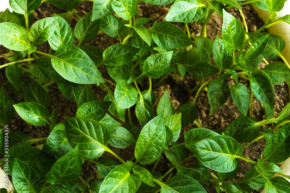 Young green seedlings of vegetables in the spring in the house on the ...