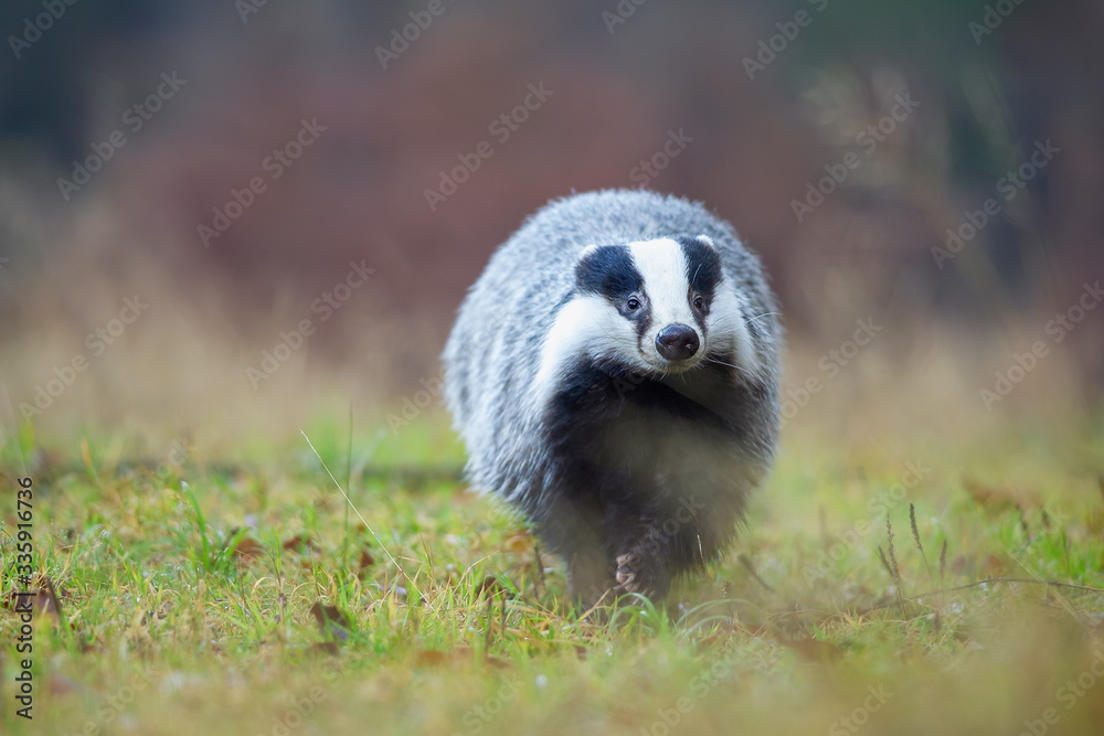 European badger from closeup front view. Runing badger. Meles meles ...