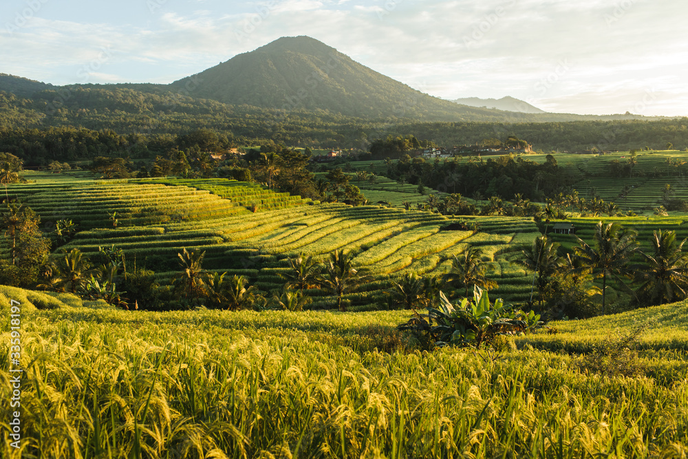 Famous Bali landmark Jatiluwih rice terraces. Beautiful sunrise view of ...