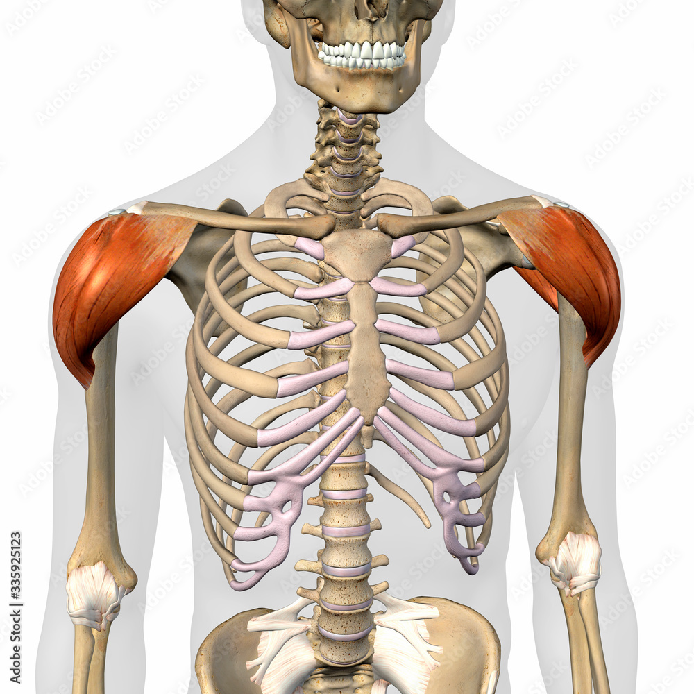 Deltoid Muscles Isolated in Anterior View Human Anatomy on White ...