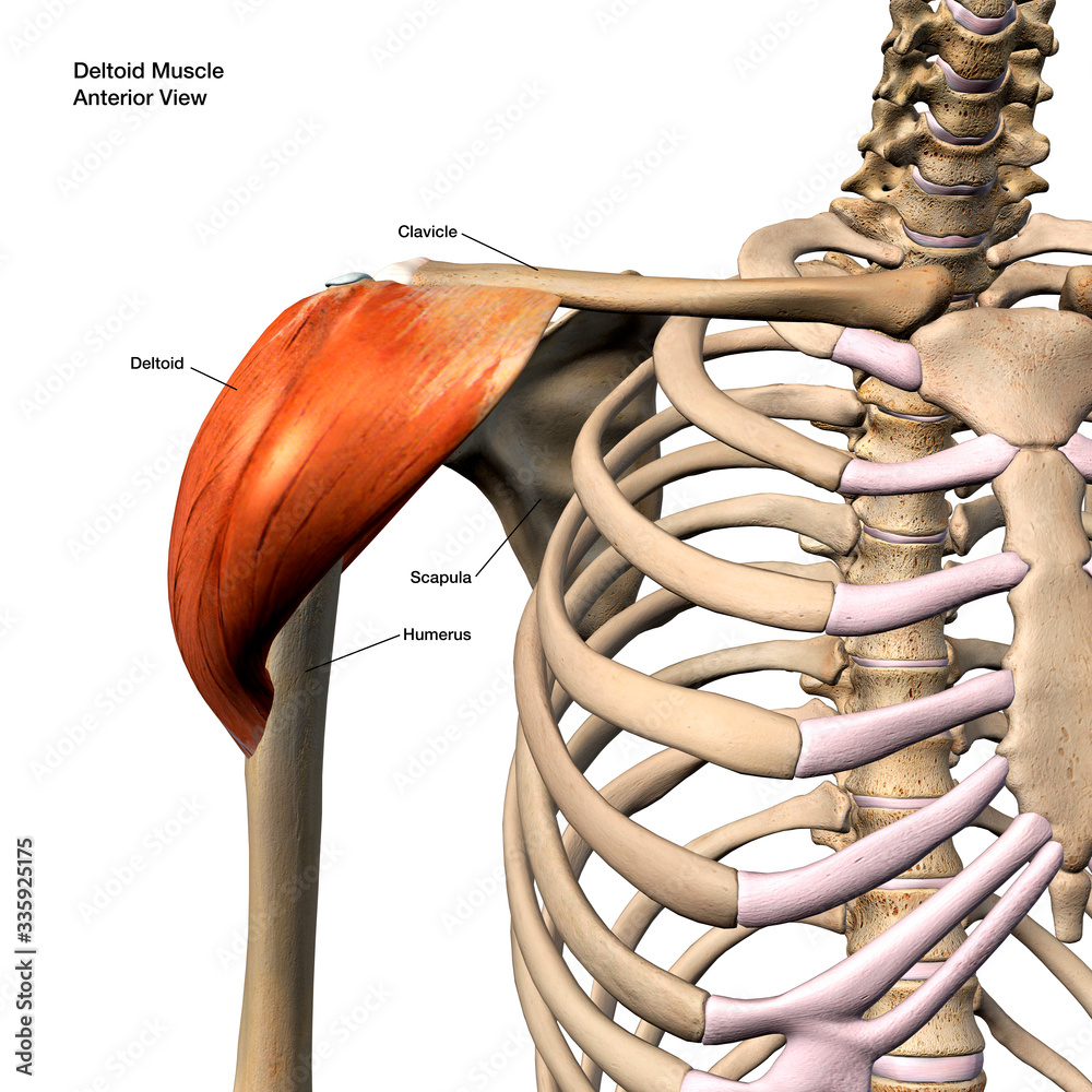Deltoid Muscle Isolated in Anterior View Labeled Anatomy on White ...