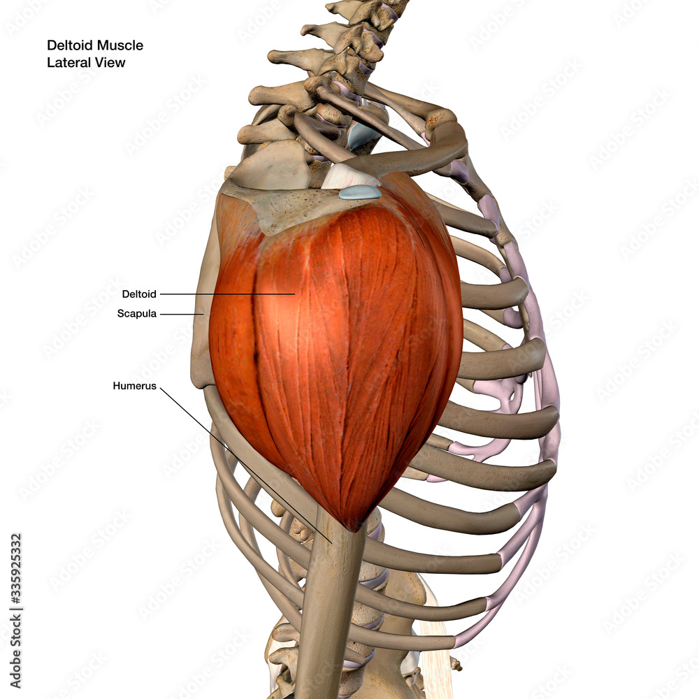 Deltoid Muscle Isolated in Lateral View Labeled Human Anatomy on White ...