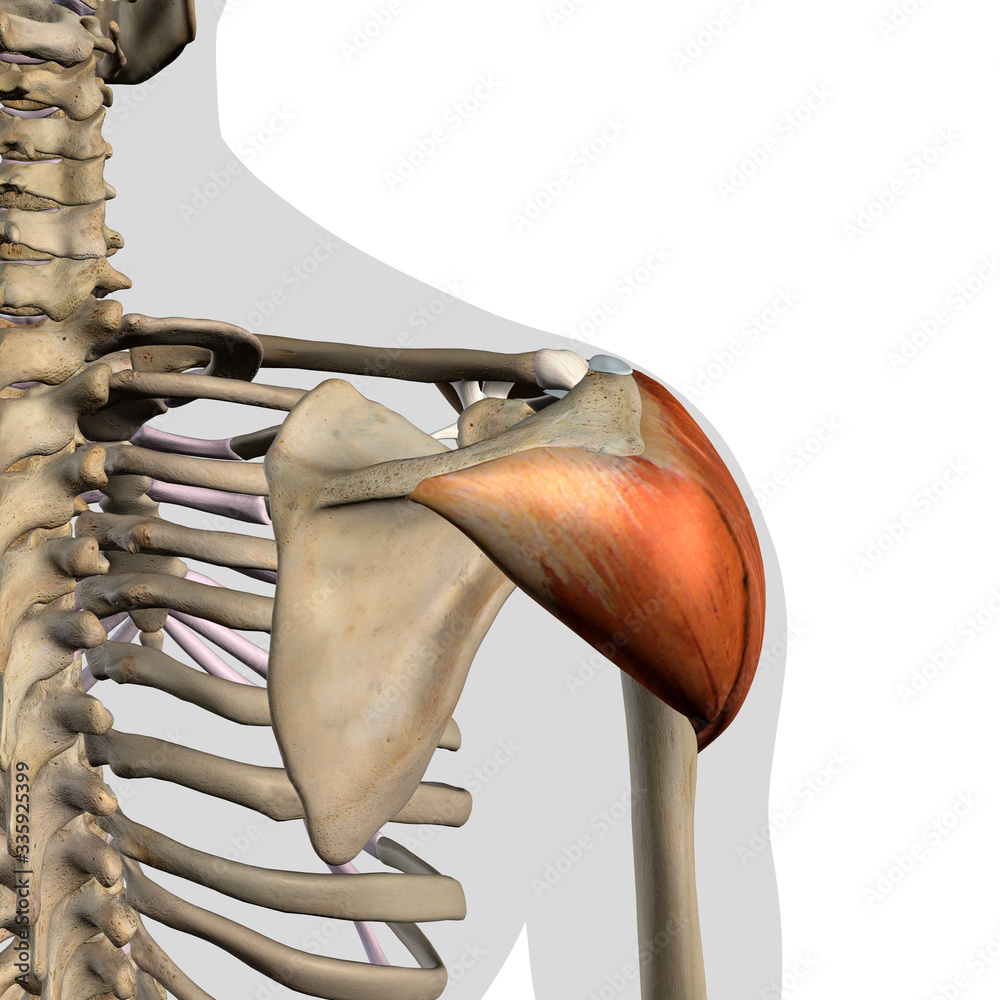 Deltoid Muscle Isolated in Posterior View Human Anatomy on White ...