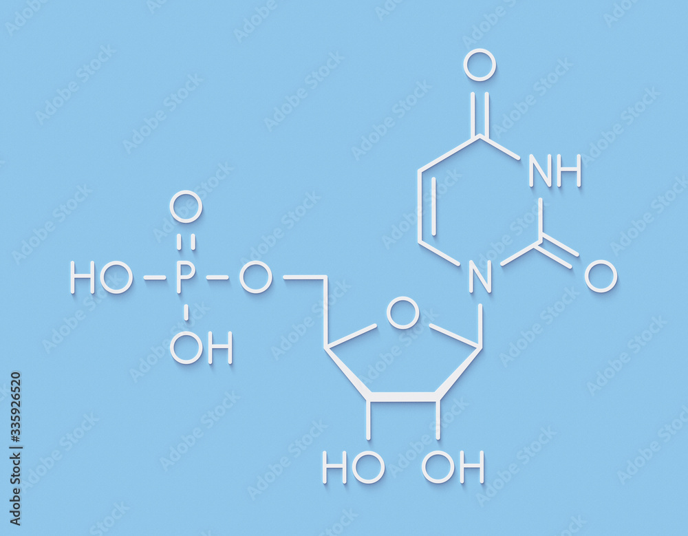 Uridine monophosphate (UMP, uridylic acid) nucleotide molecule ...
