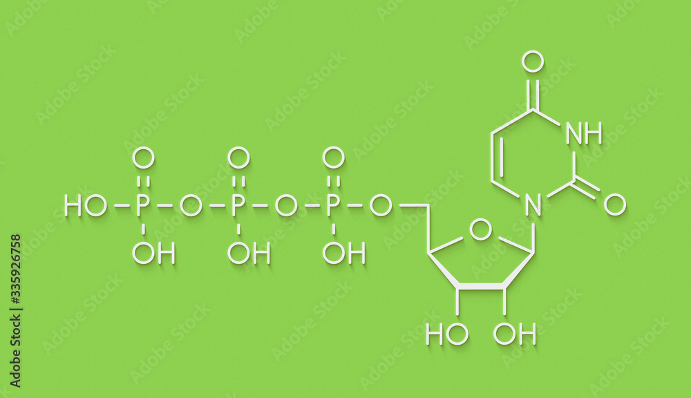 Uridine Triphosphate