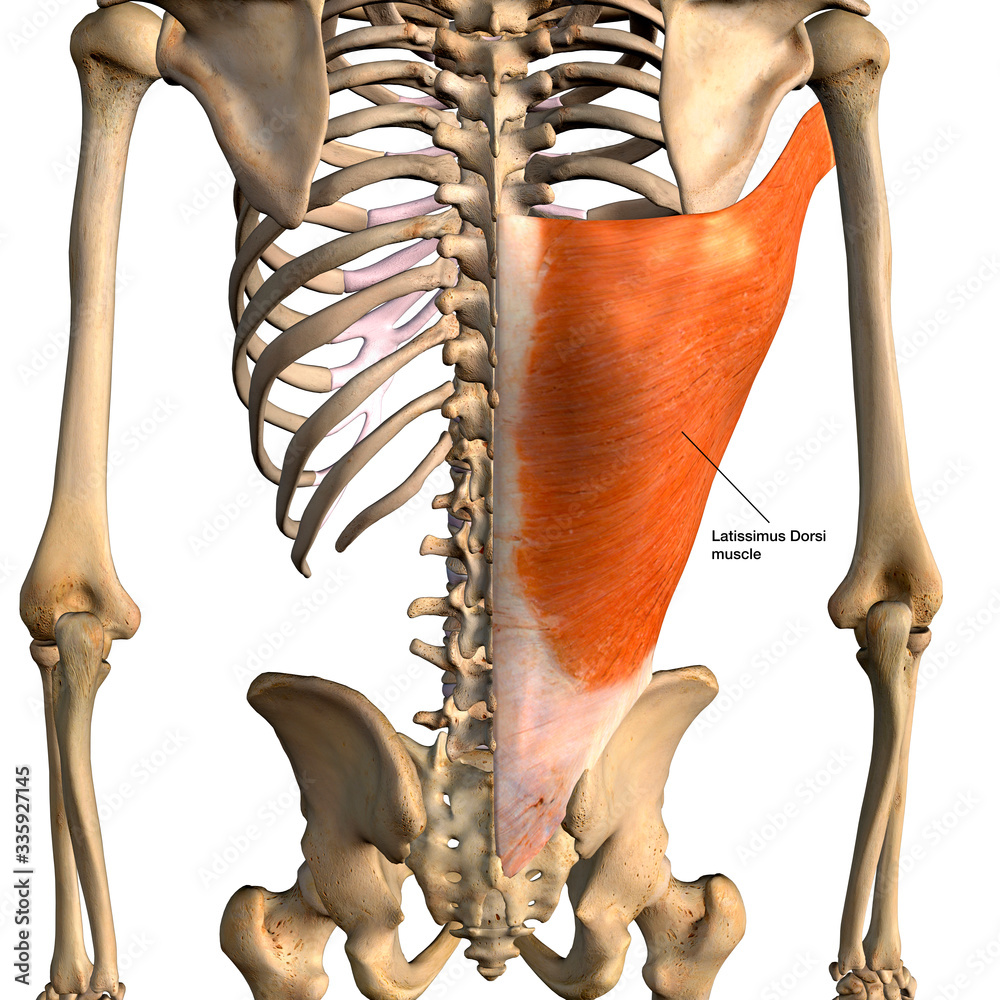 Latissimus Dorsi Muscle Isolated in Posterior View Labeled Human ...