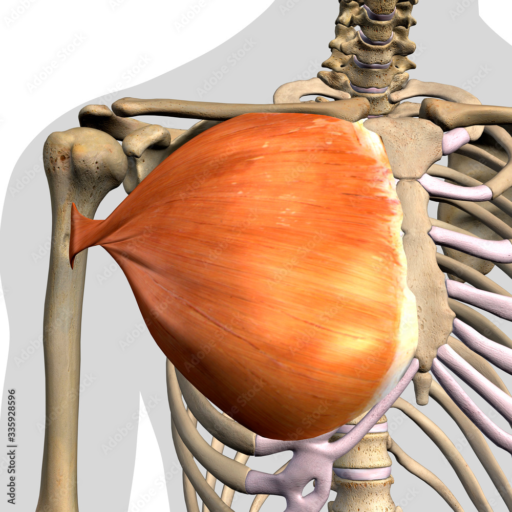 Pectoralis Major Muscle Isolated in Anterior View Anatomy on White ...
