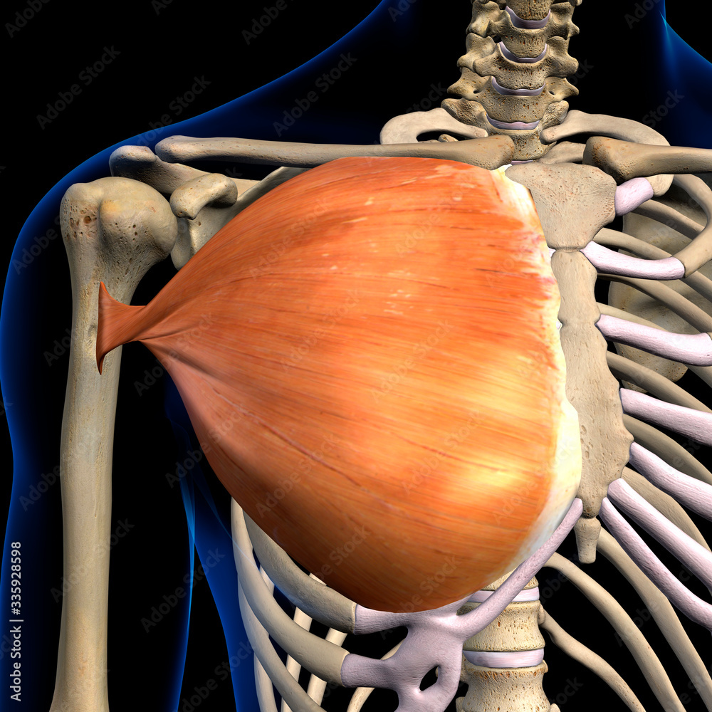 Pectoralis Major Muscle Isolated in Anterior View Anatomy on Black ...
