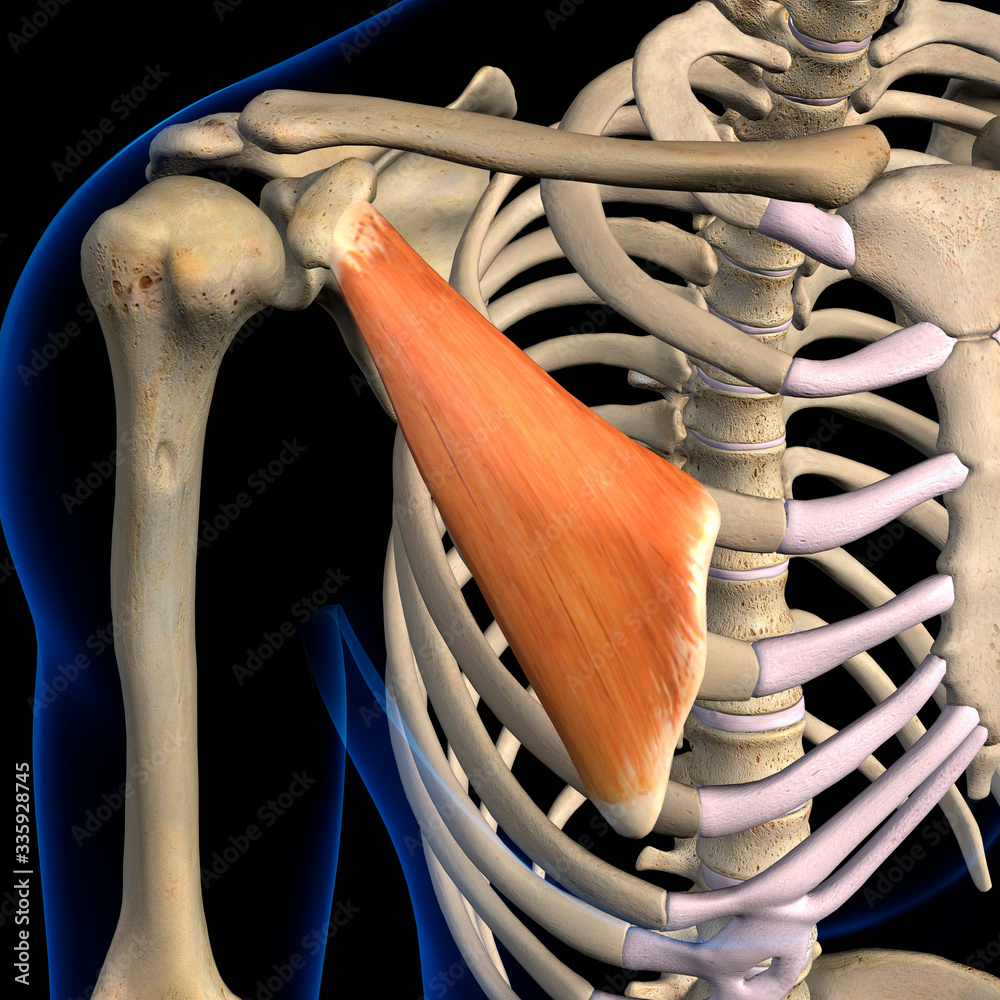 Pectoralis Minor Muscle Isolated in Anterior View Anatomy on Black ...