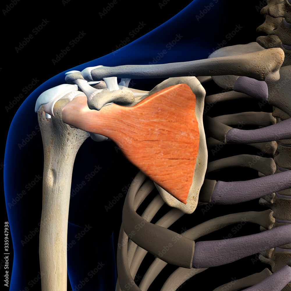 Subscapularis Muscle Isolated in Anterior View Anatomy on Black ...