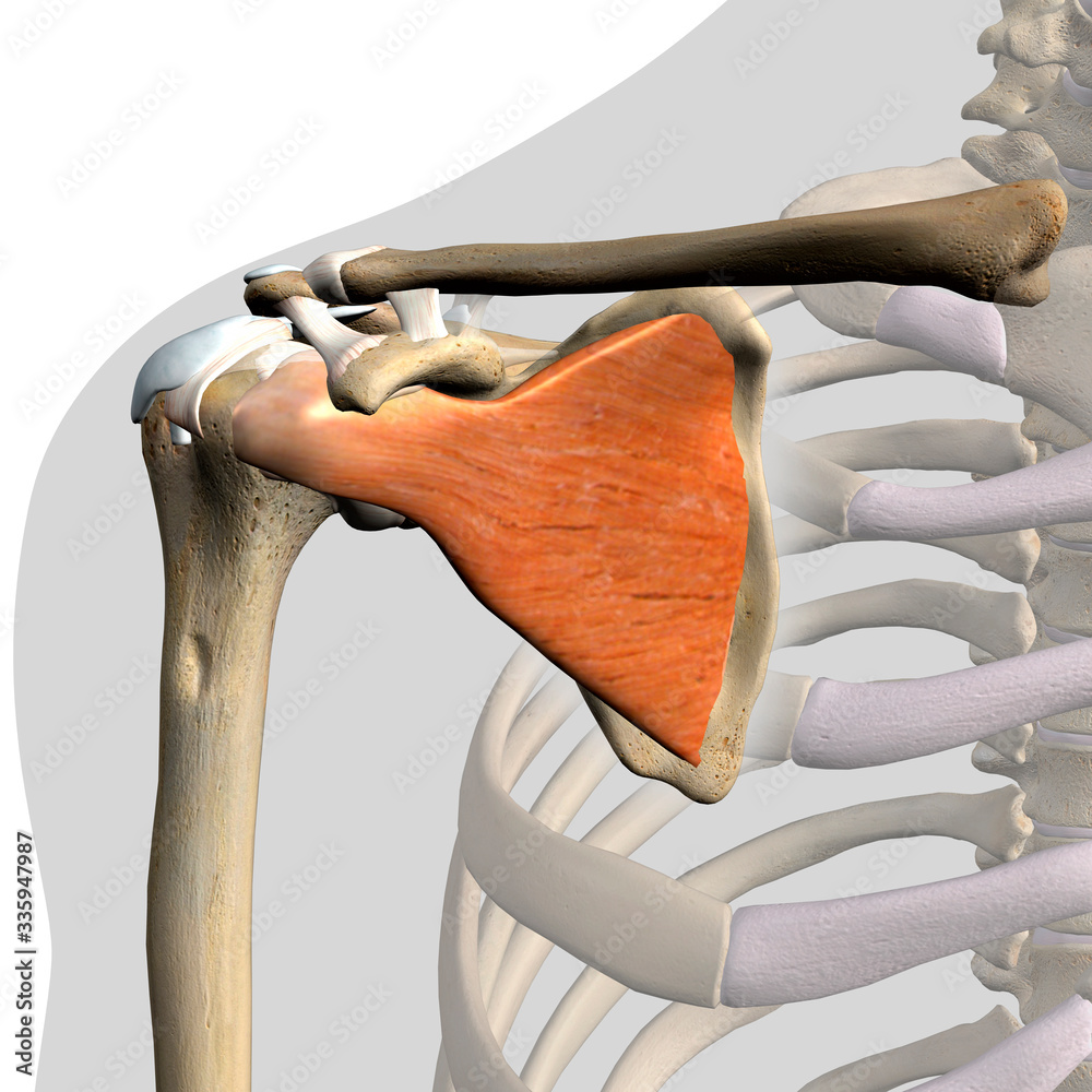 Subscapularis Muscle Isolated in Anterior View Anatomy on White ...